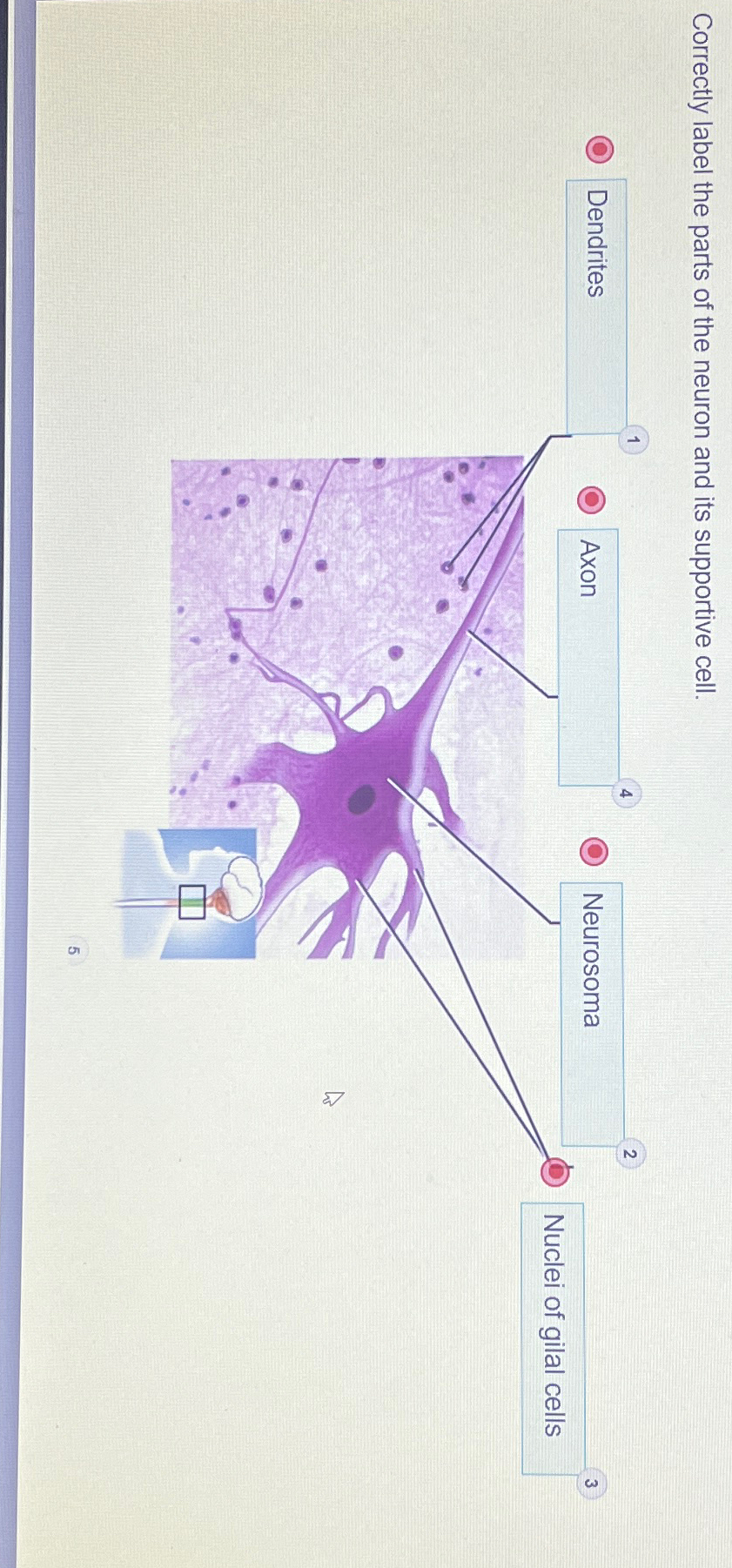 Solved Correctly label the parts of the neuron and its | Chegg.com