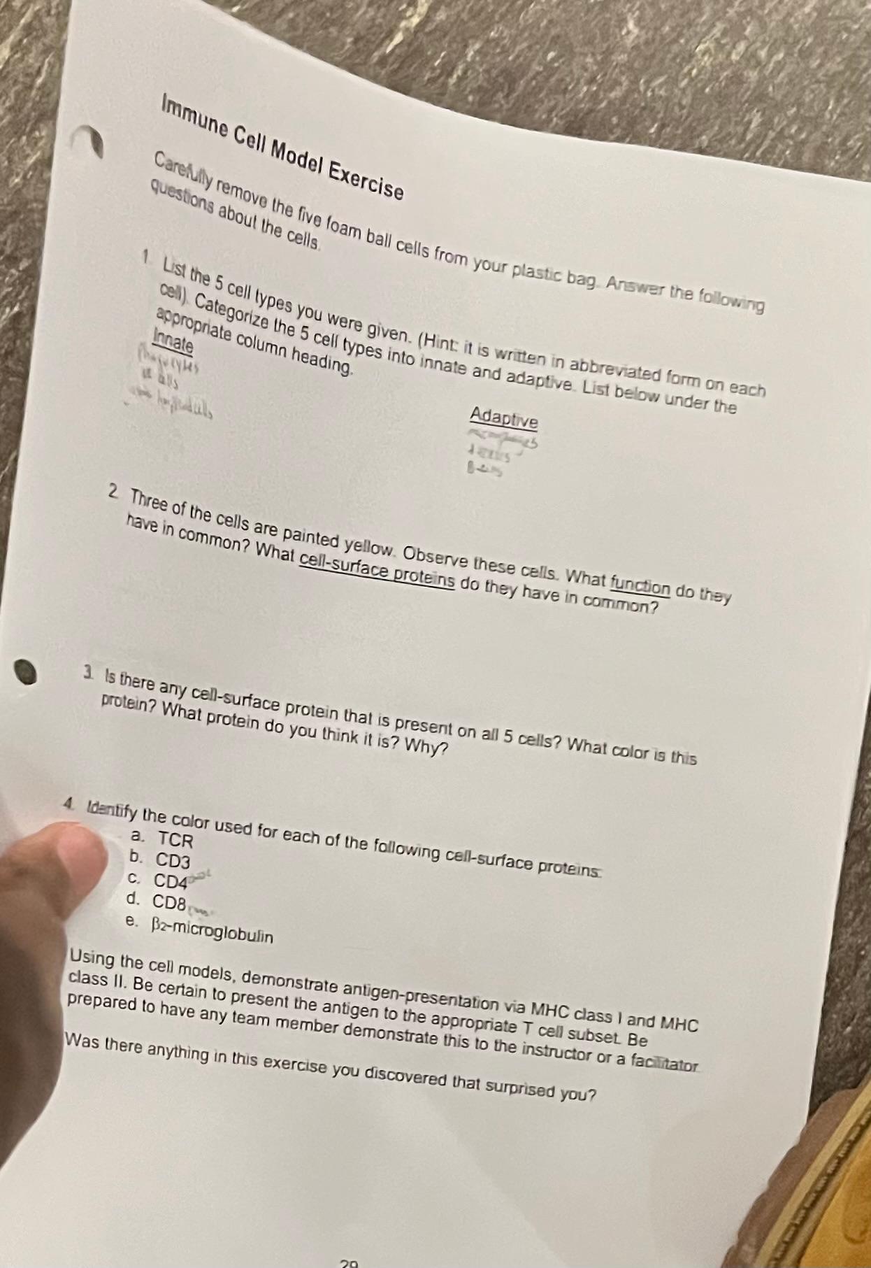 Solved Imμneell model Exercise 1 ﻿List the 5 ﻿cell lypes you | Chegg.com
