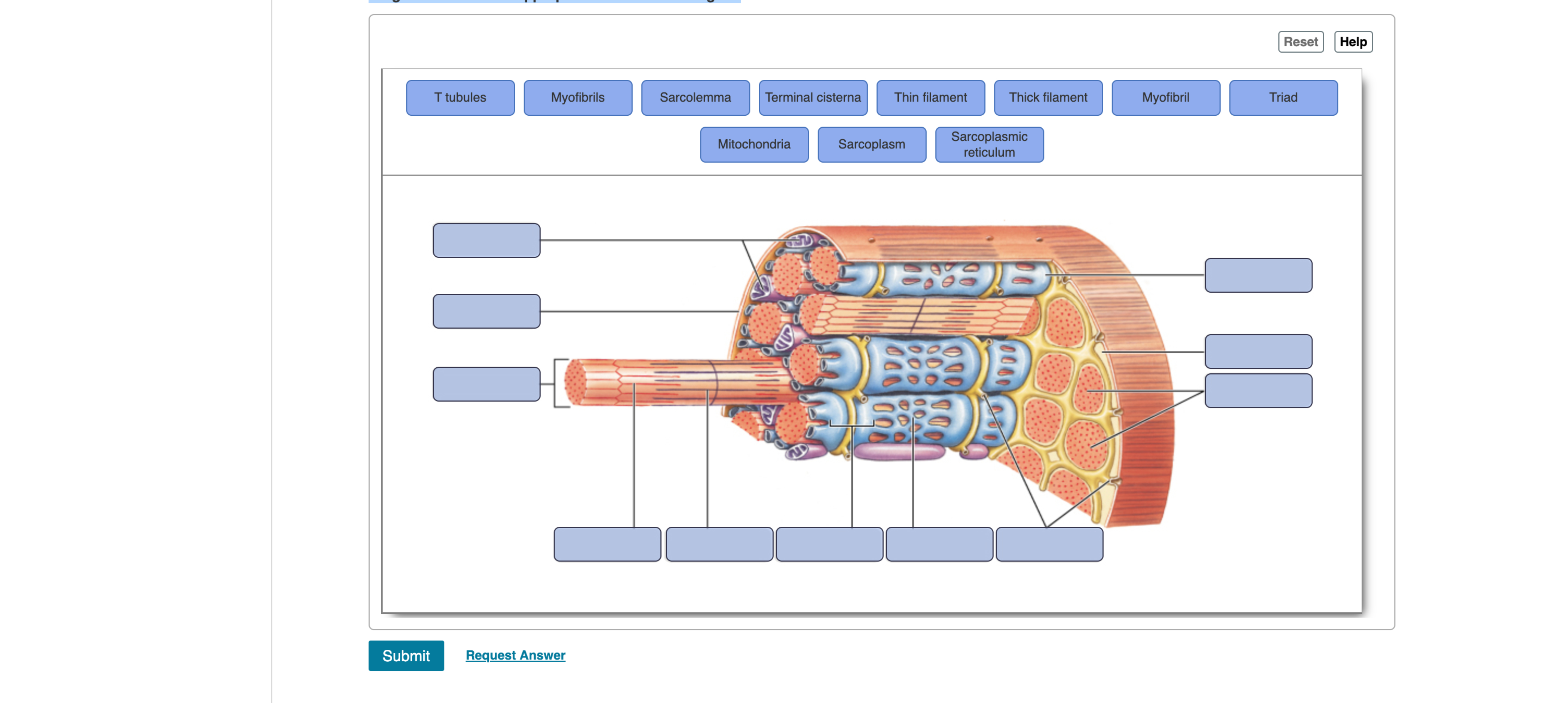 Solved label the parts of the skeletal muscle fiber | Chegg.com