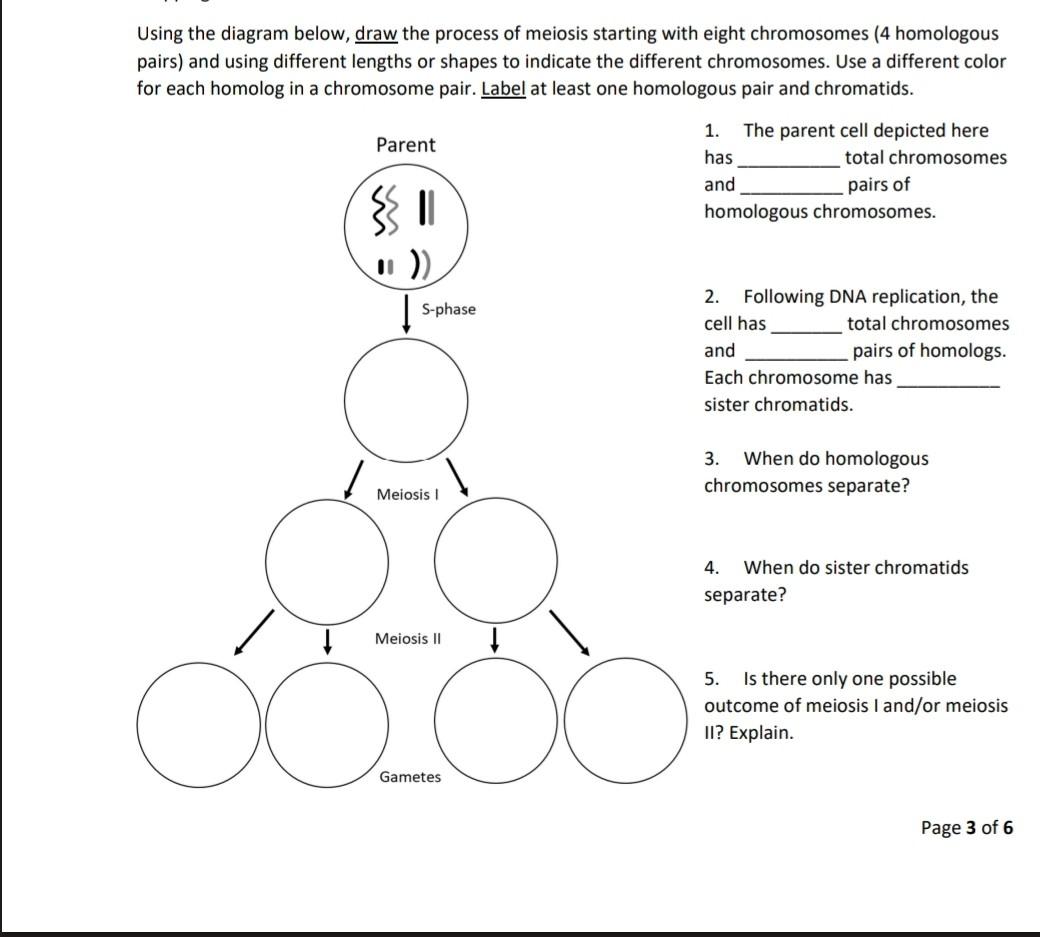 Choose one of your gametes from the previous page and | Chegg.com