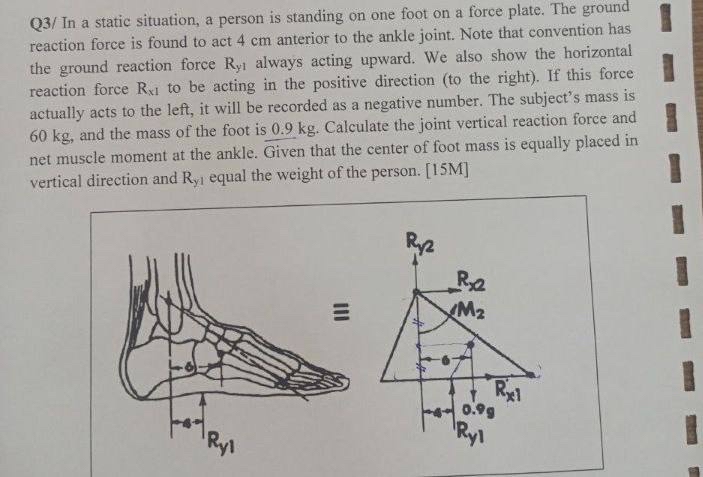 Solved Q3/ ﻿In a static situation, a person is standing on | Chegg.com
