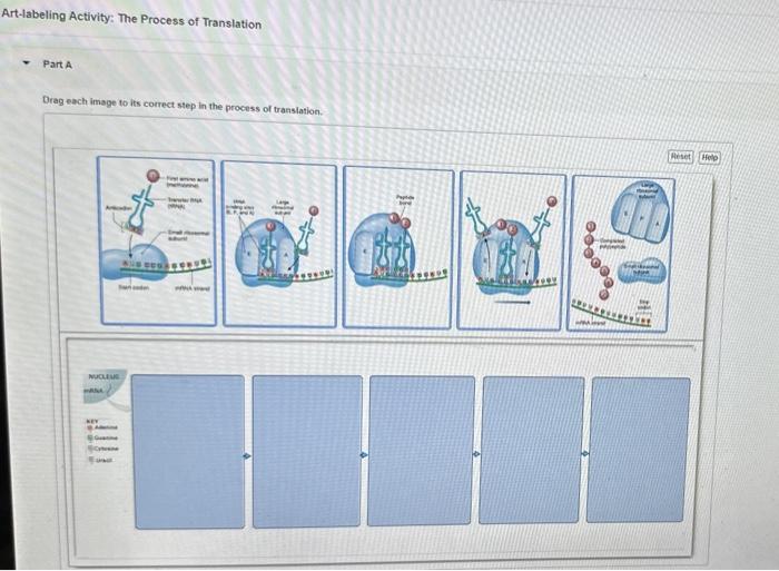 Solved Art-labeling Activity: The Process of Translation | Chegg.com Solved Art-labeling Activity: The Process of Translation | Chegg.com