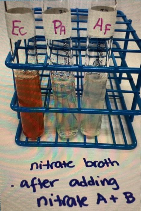 Solved 1. Nitrate Broth (1.5 pt) Organism Observation What | Chegg.com