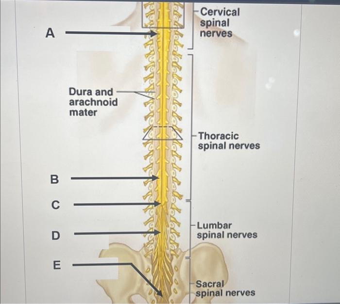 Solved A B C ∨ [Choose] Filum terminale Conus medullaris | Chegg.com