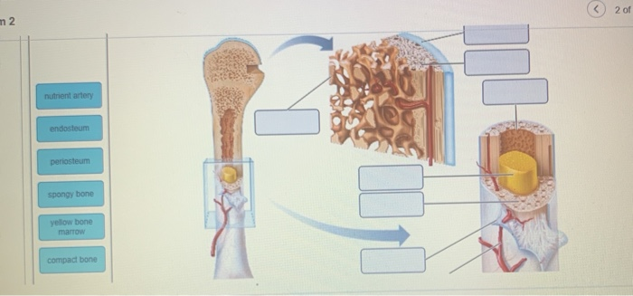 Solved 2 of m 2 nutrient artery endosteum periosteum spongy | Chegg.com