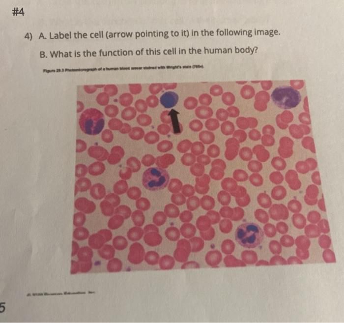 Solved #4 4) A. Label the cell (arrow pointing to it) in the | Chegg.com