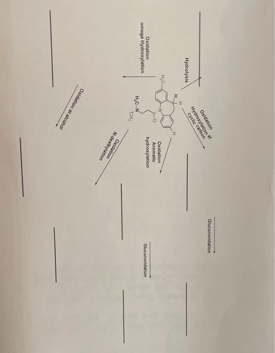 Solved Glucuronidation Oxidation Hydroxylation at Hydrolysis | Chegg.com