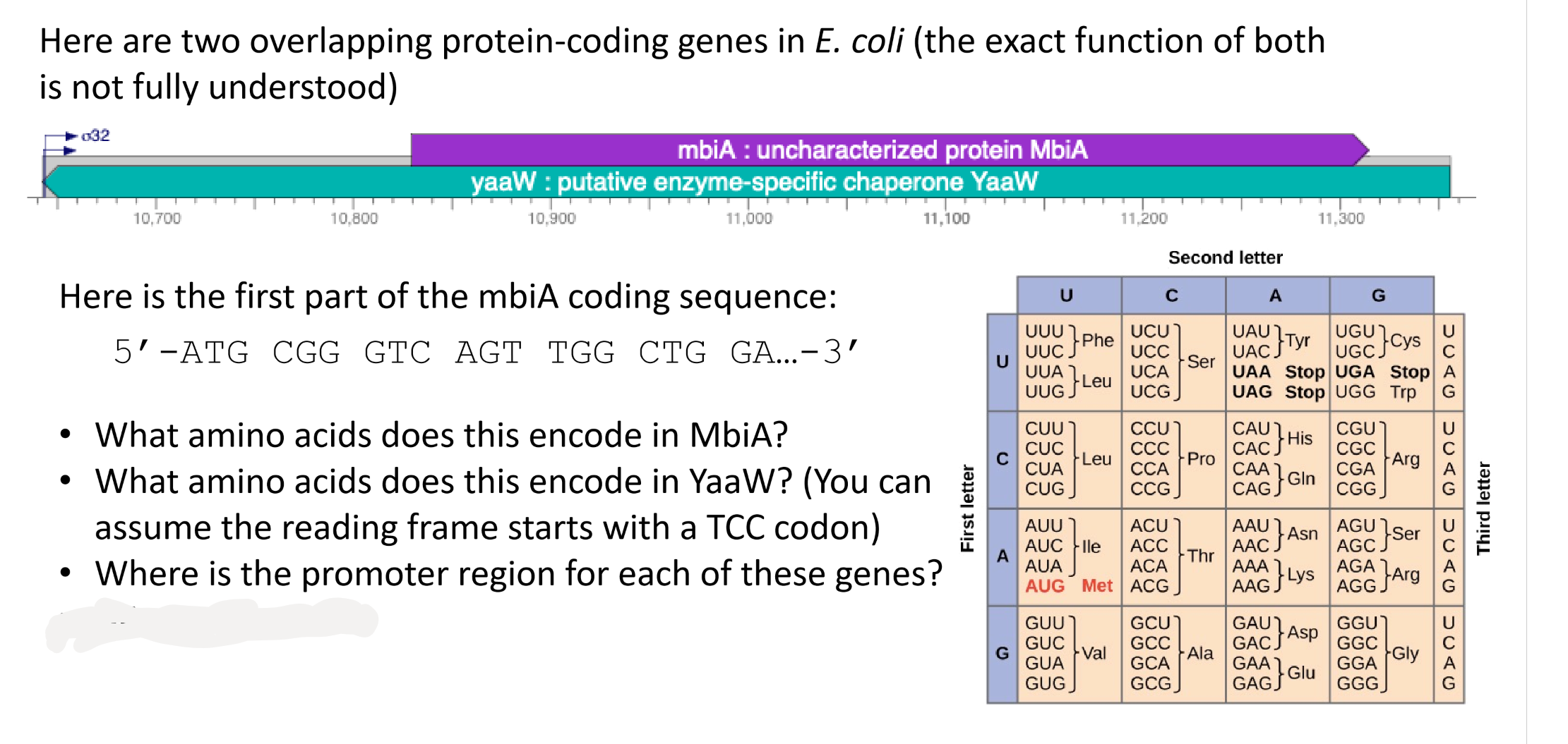 Solved Here are two overlapping protein-coding genes in E. | Chegg.com