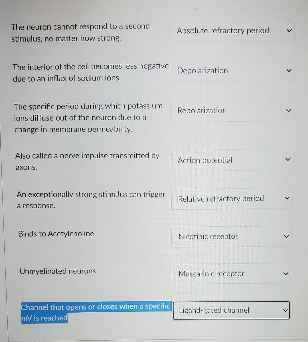 Solved The neuron cannot respond to a second stimulus, no | Chegg.com