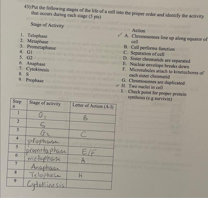 Solved 43) Put the following stages of the life of a cell | Chegg.com