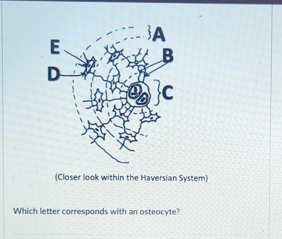 Solved (Closer look within the Haversian System)Which letter | Chegg.com