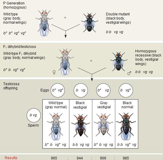 Solved Let's say you have conducted the same testcross that | Chegg.com