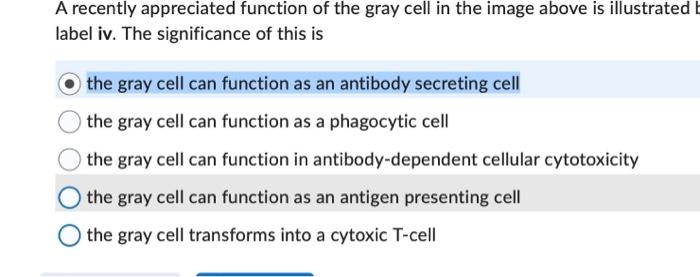 Solved A recently appreciated function of the gray cell in | Chegg.com
