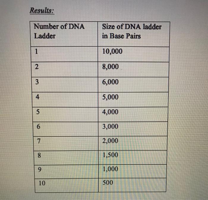 Solved Results: Number of DNA Ladder Size of DNA ladder in | Chegg.com