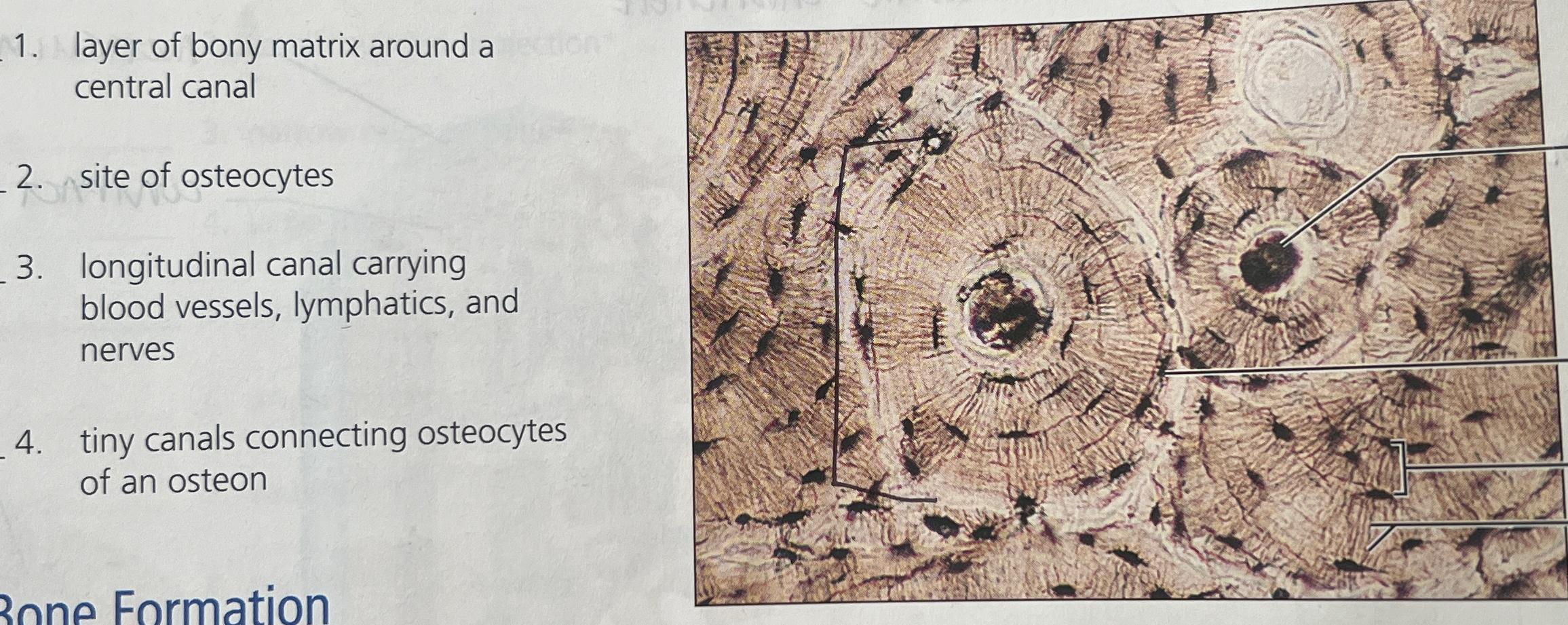 Solved layer of bony matrix around a central canalsite of | Chegg.com