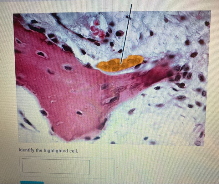 Solved Identify The Highlighted Cell Chegg