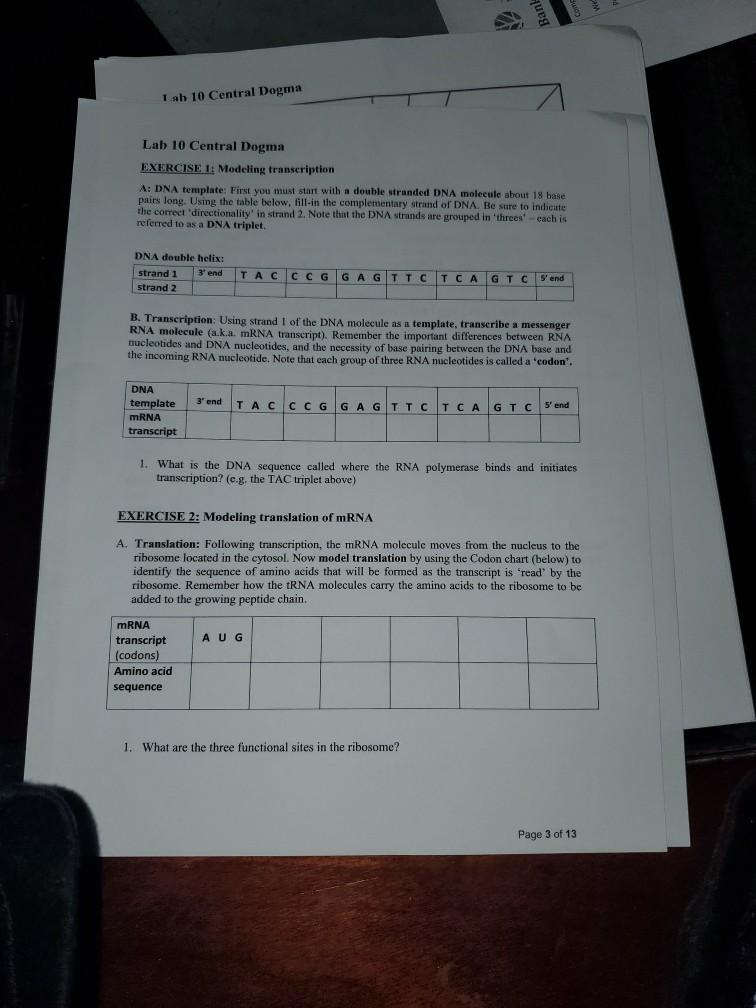 Solved Lab 10 Central Dogma Lab 10 Central Dogma EXERCISE 1: | Chegg.com