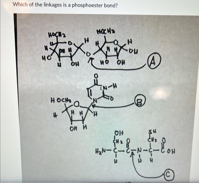 Solved Which of the linkages is a phosphoester bond? D C | Chegg.com