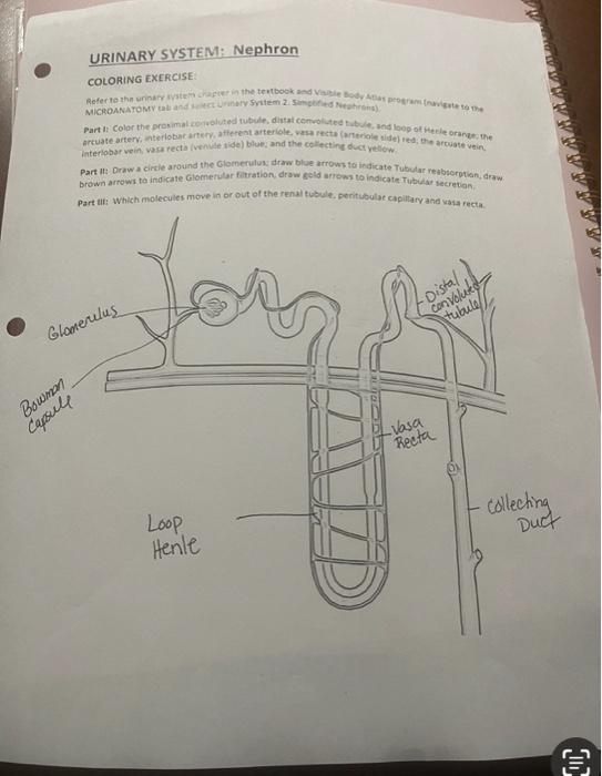 Solved Use this image and the questions above to colore the | Chegg.com