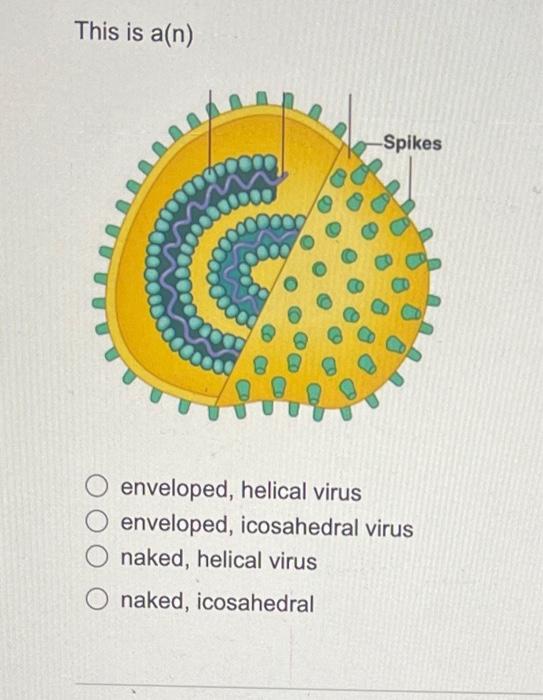 Solved This is \\( a(n) \\) enveloped, helical virus | Chegg.com