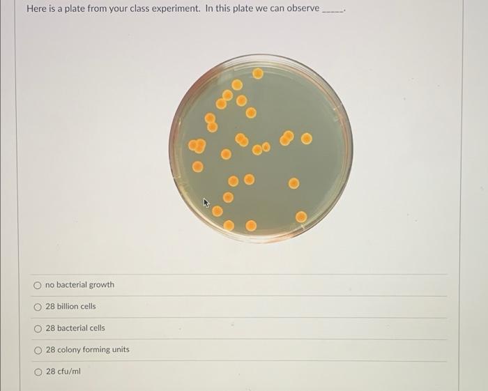 Solved Here is a plate from your class experiment. In this | Chegg.com