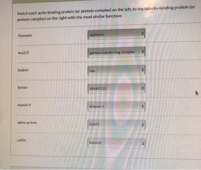Solved Match each actin-binding protein (or protein complex) | Chegg.com