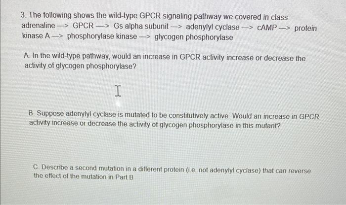 Solved 3. The following shows the wild-type GPCR signaling | Chegg.com