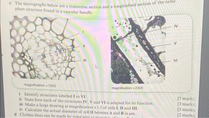 Solved c The micrographs below are a transverse section and | Chegg.com
