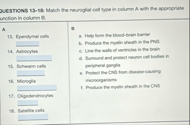 Solved 2UESTIONS 13-18: Match the neuroglial cell type in | Chegg.com
