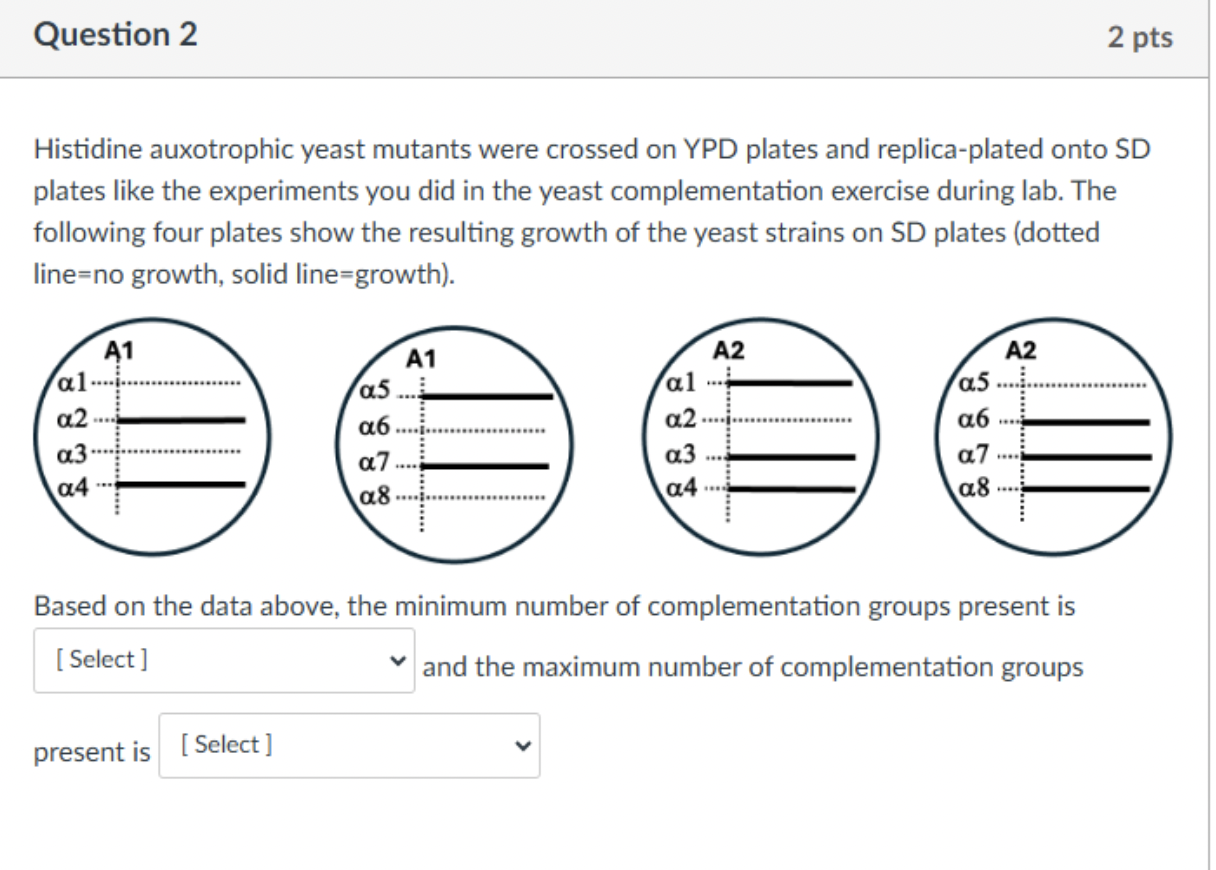 Solved Question 22 ﻿ptsHistidine auxotrophic yeast mutants | Chegg.com
