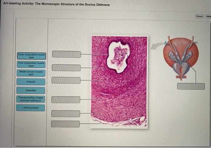 Solved Art-labeling Activity: Microscopic Structure of the | Chegg.com
