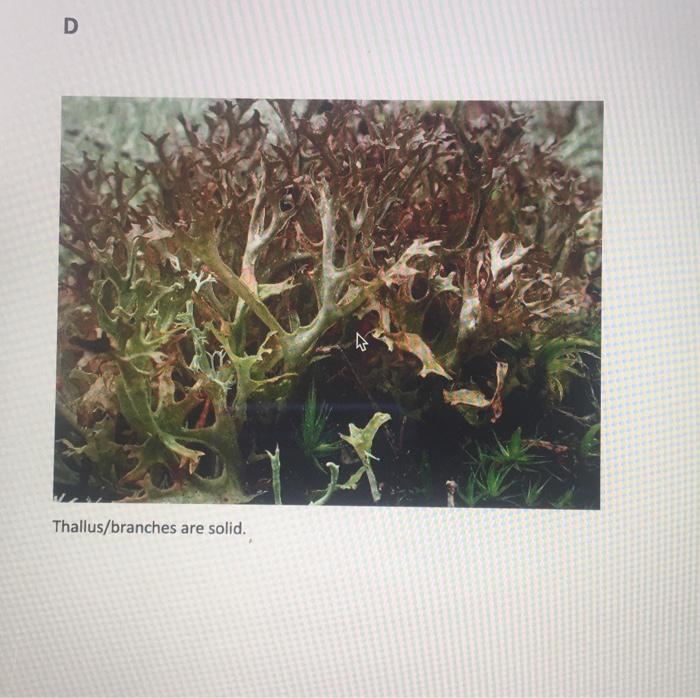 Solved Table 1 - Unknown Lichen identification using | Chegg.com