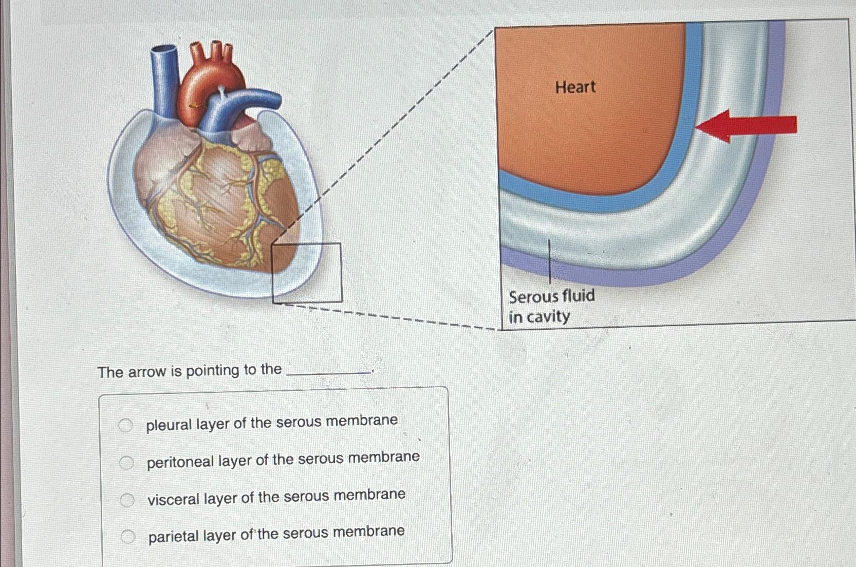 Solved The arrow is pointing to thepleural layer of the | Chegg.com