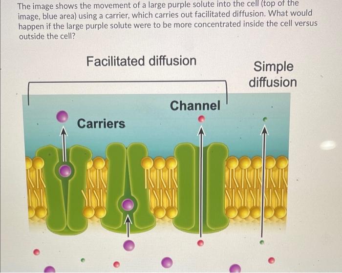 Solved The image shows the movement of a large purple solute | Chegg.com