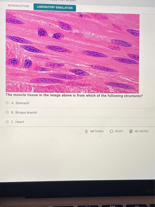 Solved INTRODUCTION LABORATORY SIMULATION The muscle tissue | Chegg.com