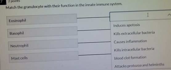 Solved 2 ﻿pointsMatch the granulocyte with their function in | Chegg.com