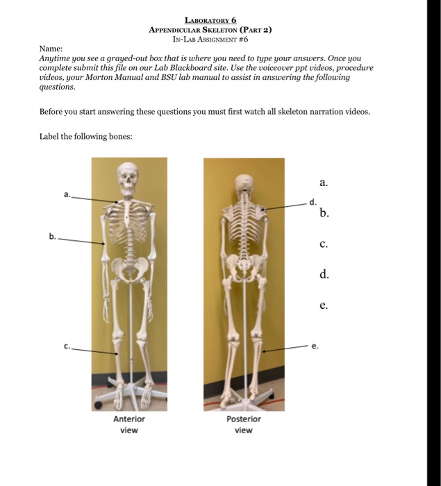 Solved LABORATORY 6 APPENDICULAR SKELETON (PART 2) IN-LAB | Chegg.com
