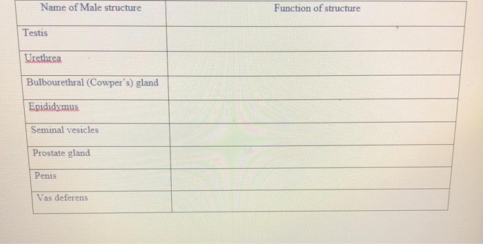 Solved Name of Male structure Function of structure Testis | Chegg.com
