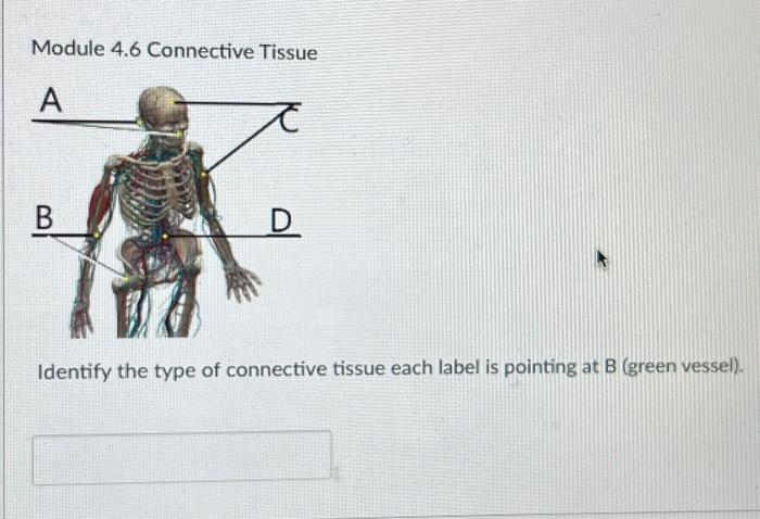 Solved Module 4.11 What type of special connective tissue is | Chegg.com Solved Module 4.11 What type of special connective tissue is | Chegg.com