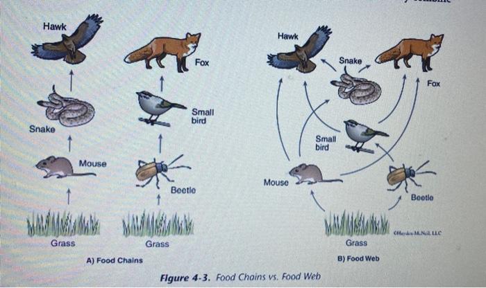 Solved Activity 1 Using the food web in Figure 4-3(B) answer | Chegg.com