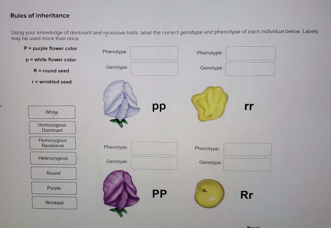 Solved Rules of inheritance Using your knowledge of dominant | Chegg.com