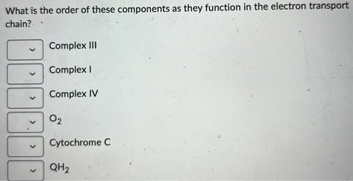Solved What is the order of these components as they | Chegg.com