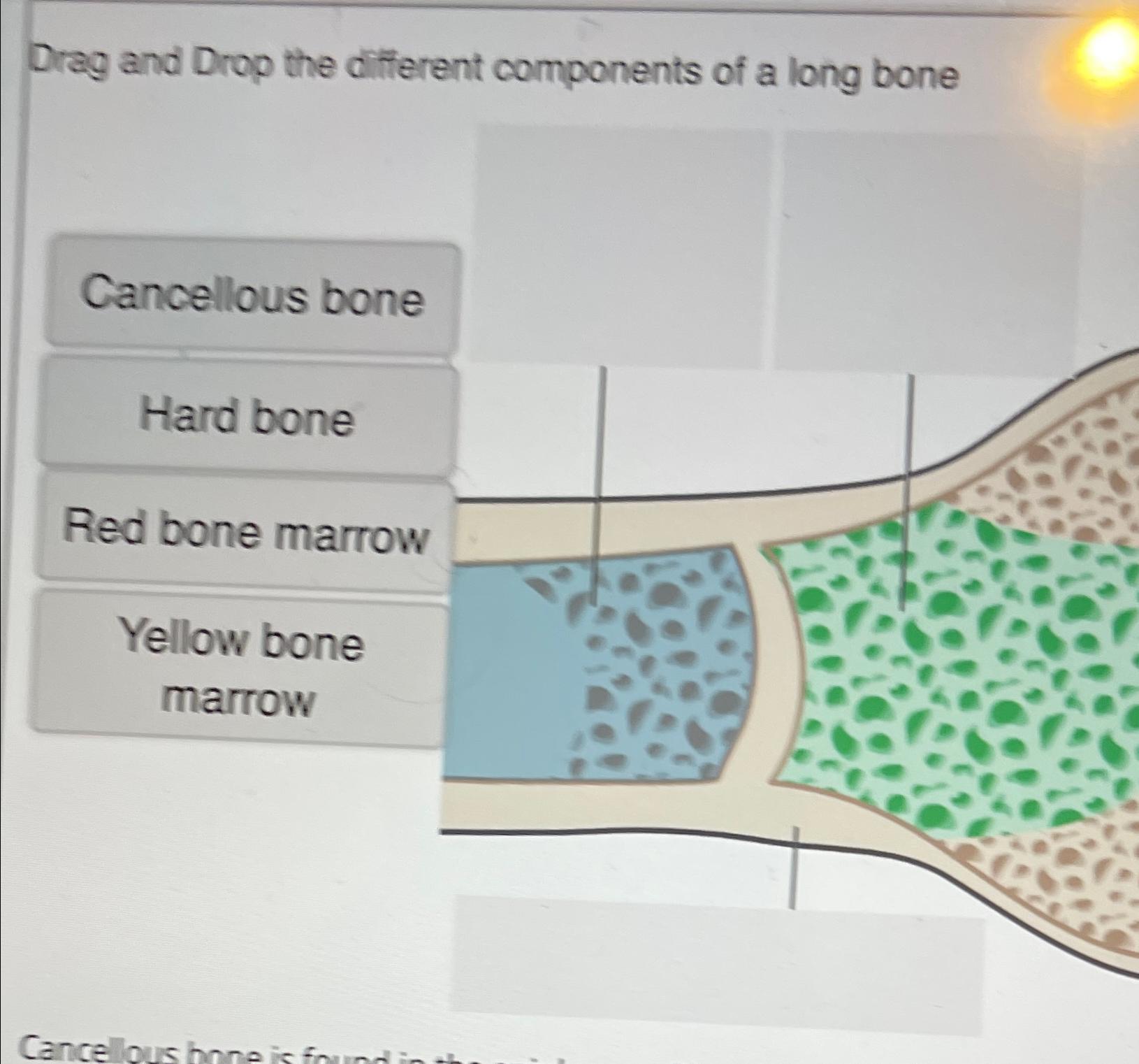 Solved Drag and Drop the different components of a long bone | Chegg.com
