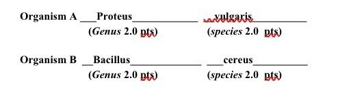 Solved Organism A Proteus (Genus 2.0 pts) vulgaris (species | Chegg.com