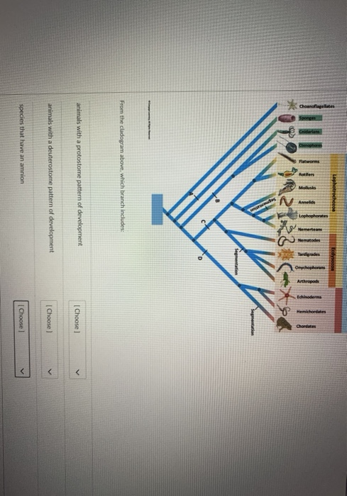 Solved From the cladogram below, which derived trait do all | Chegg.com