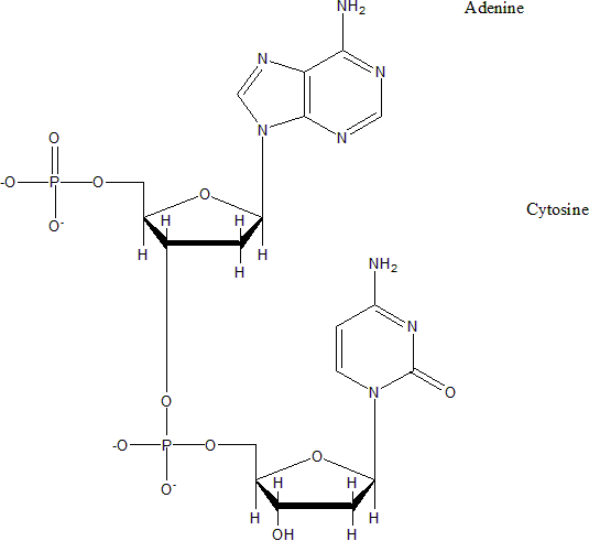 Dinucleotide Structure