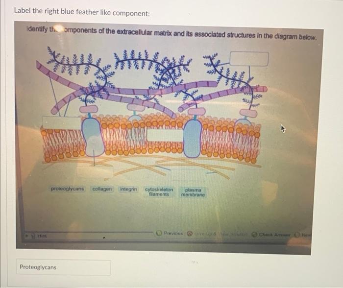 Solved Label the right blue feather like component: Identify | Chegg.com