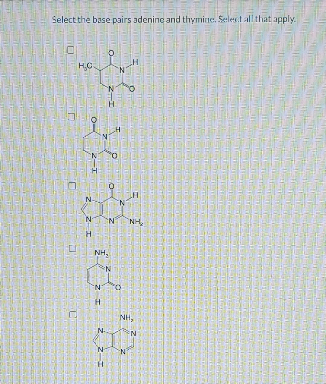 Select the base pairs adenine and thymine. Select all | Chegg.com