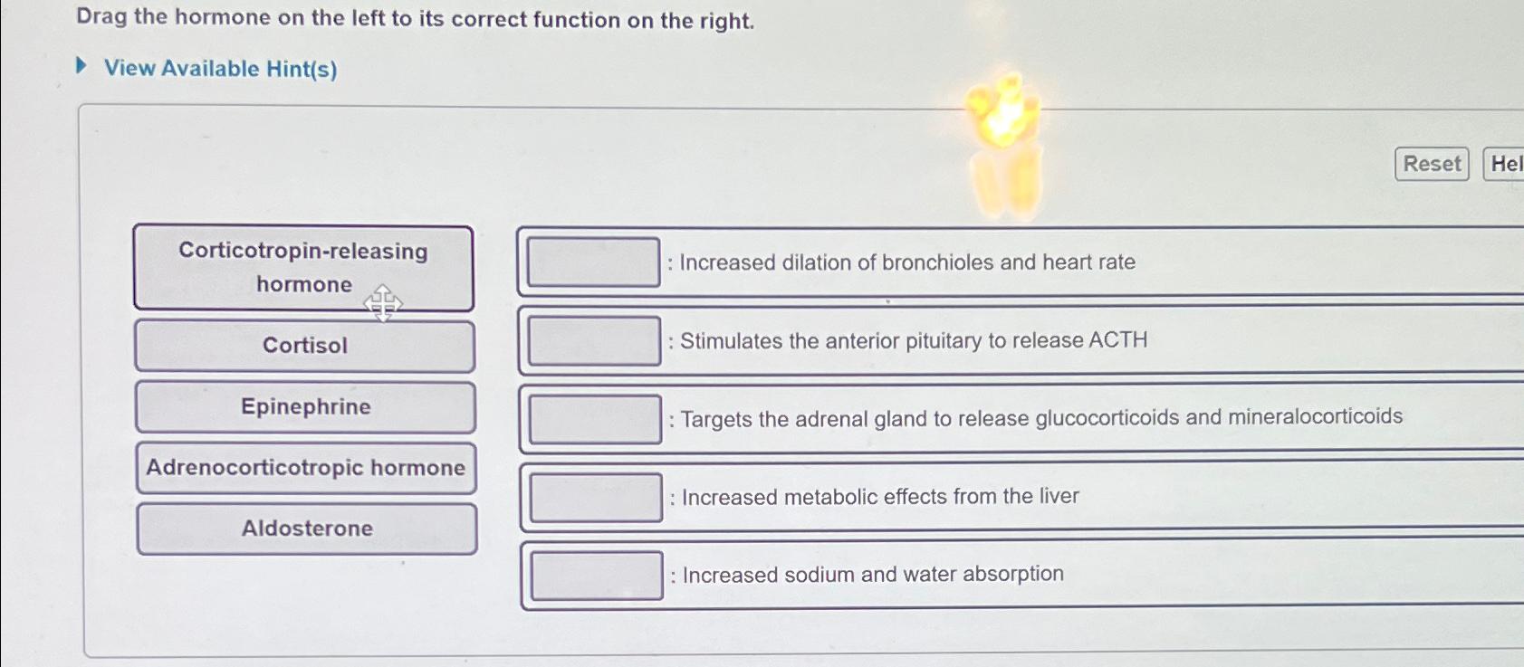 Solved Drag the hormone on the left to its correct function | Chegg.com