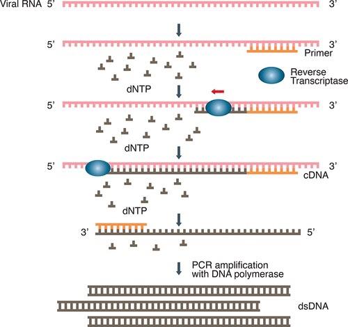 Solved Viral RNA 5 1 5' T 3 Primer Reverse Transcriptase | Chegg.com